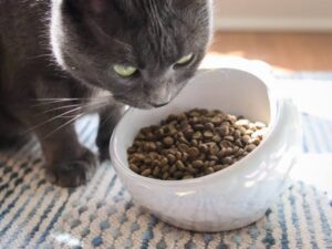 Birdie & Louie Cat Food Reviews A Deep Dive for Happy Cats - Miow Cat